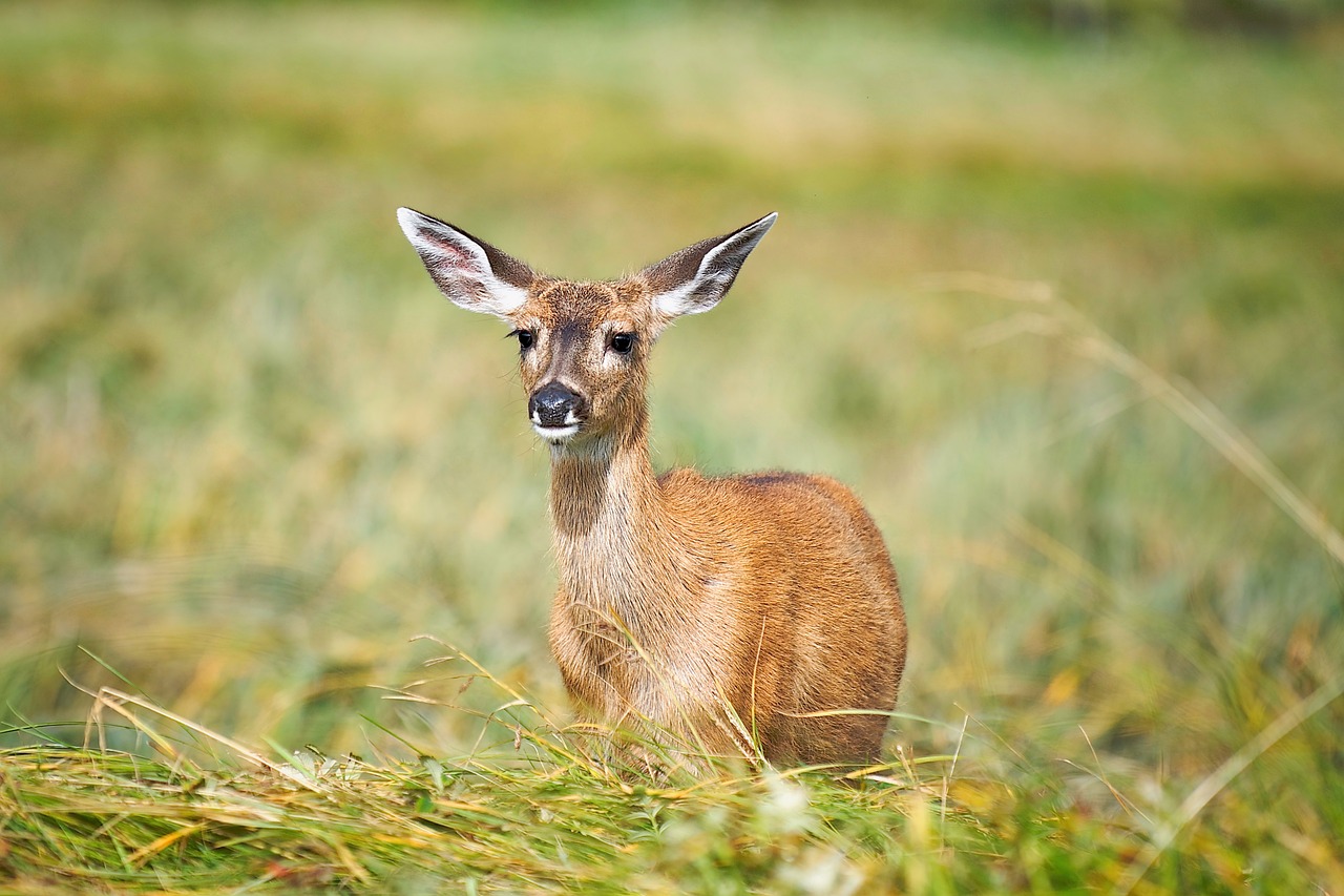PWS to survey wild fallow deer - West Tamar Council